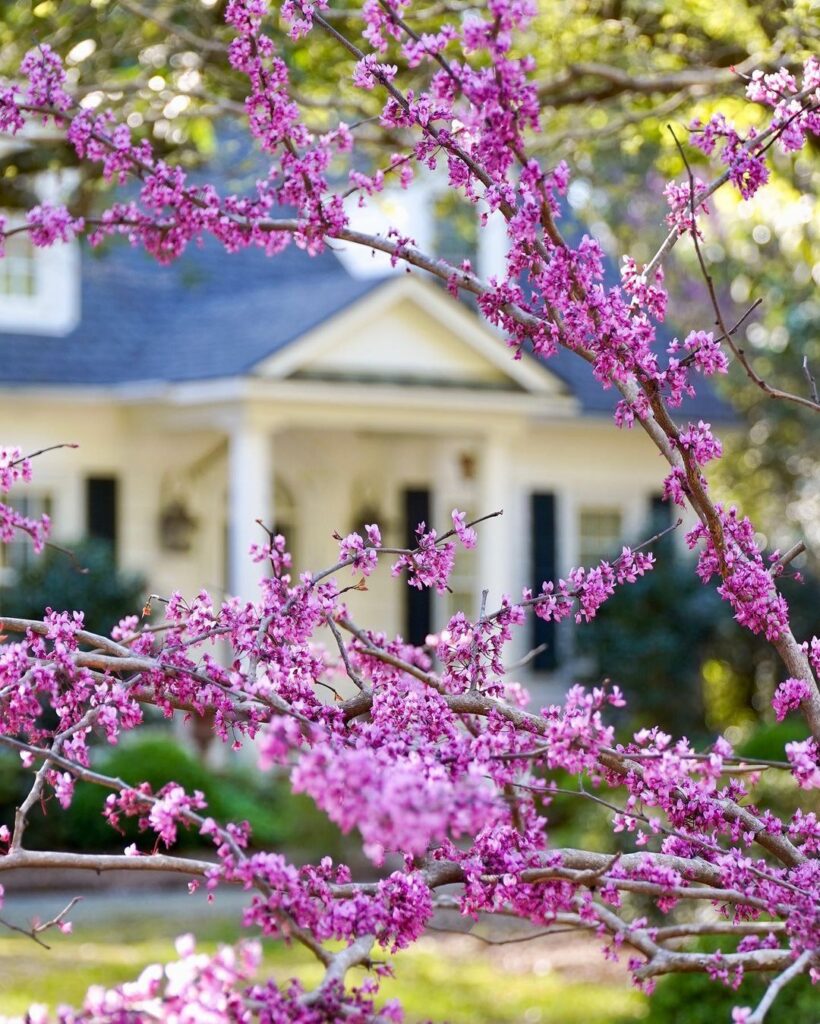 Top 10 Reasons to Visit Summerville This Spring | Events In Summerville, SC